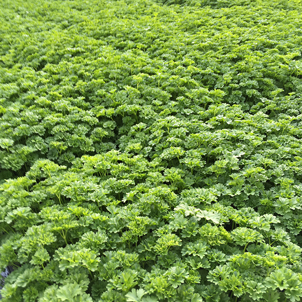 persille | Gartneriet Rousing